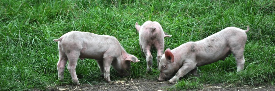 ferkel - Fragen ans Netz