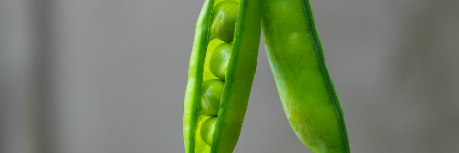 Was sind Leguminosen? - Fragen ans Netz