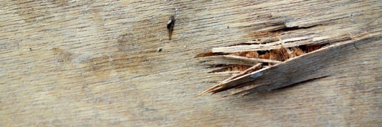 Holzsplitter - Fragen ans Netz