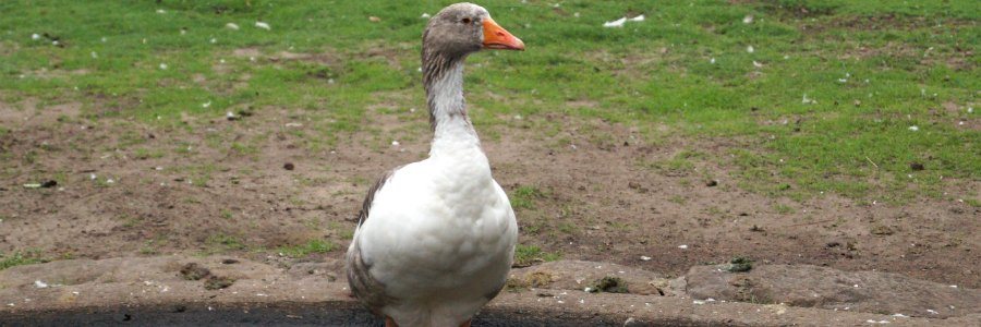 Was fressen Gänse? - Fragen ans Netz